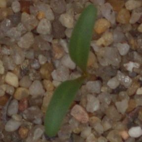 GitHub - bryanpiguave/PlantSeedlingsClassification