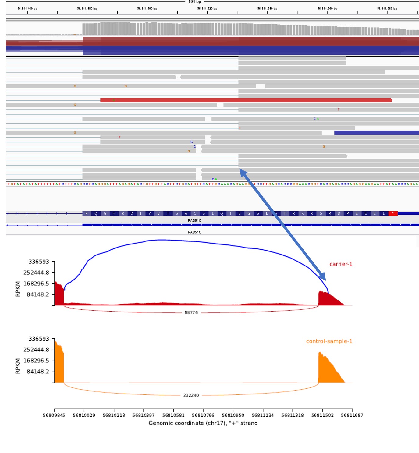 missing junction on a plot · Issue #57 · Xinglab/rmats2sashimiplot · GitHub