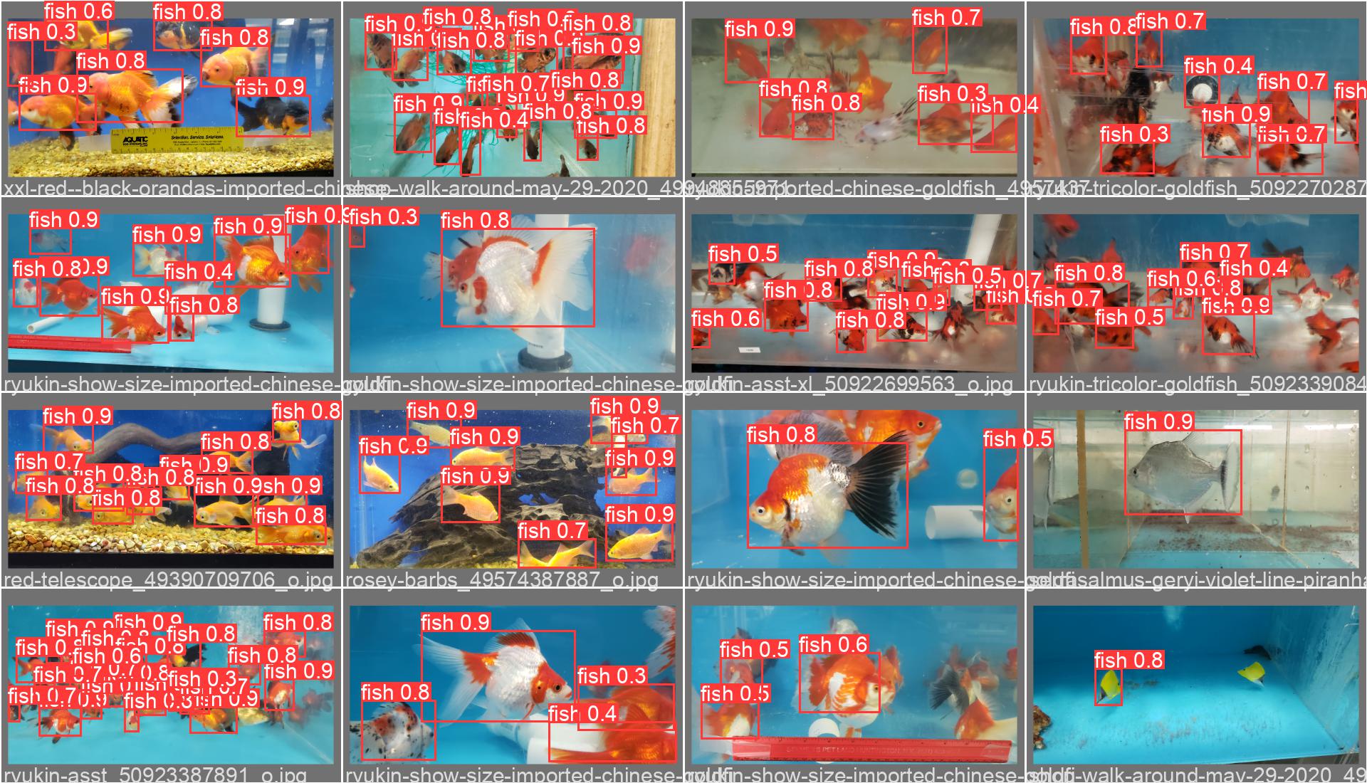 GitHub - jteodosio566/fish_detection_beta: Using YOLOv5 we detect and ...