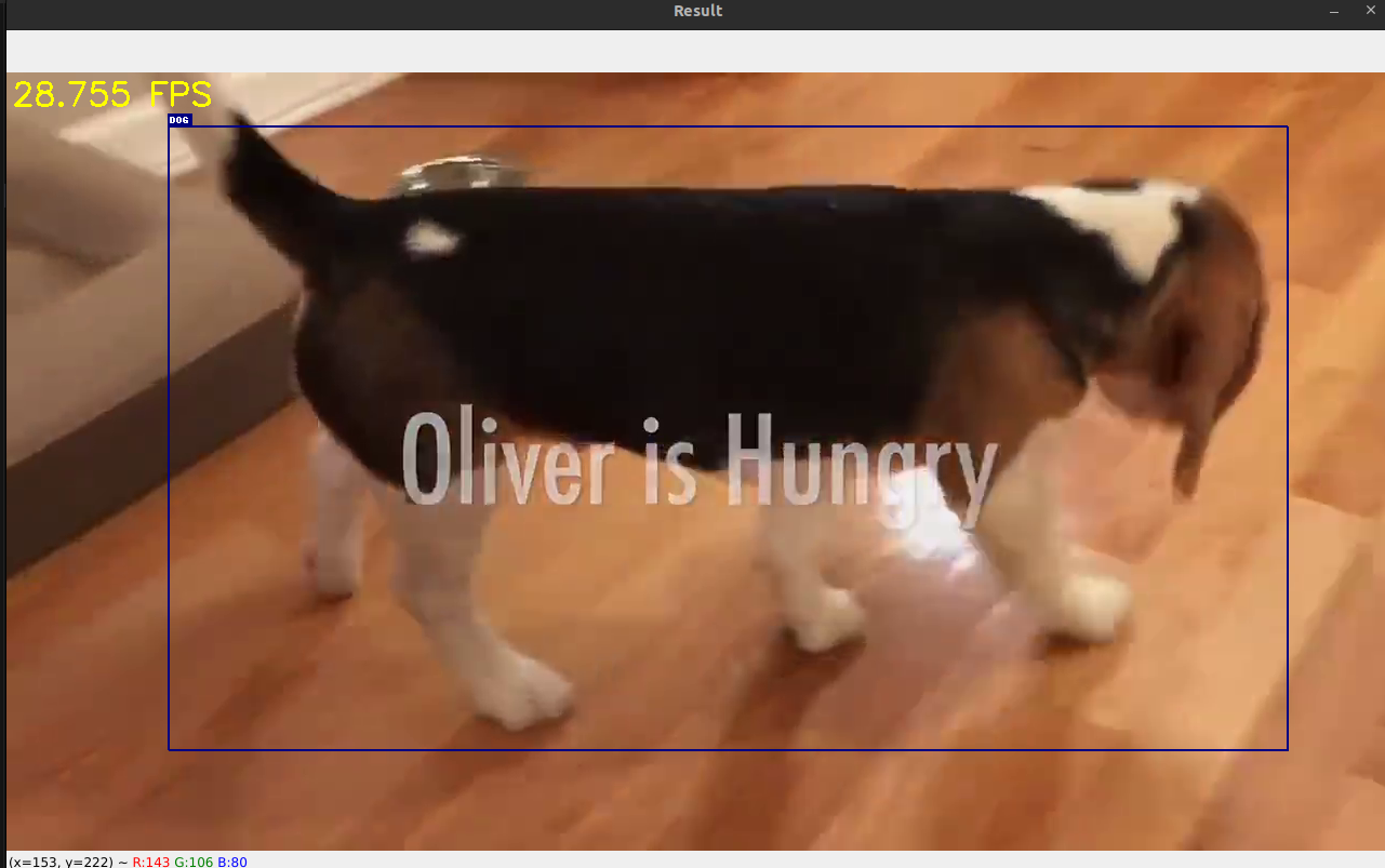 GitHub - sacchinbhg/dog-detection-and-tracking