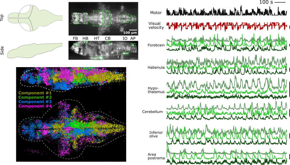 GitHub - KawashimaLab/PyZebraScope_public: This is a public repository for PyZebrascope, an open ...
