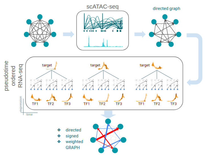 GitHub - loremendez/The-Gene-Thicket: Inference of gene regulatory networks (GRN's) through ...