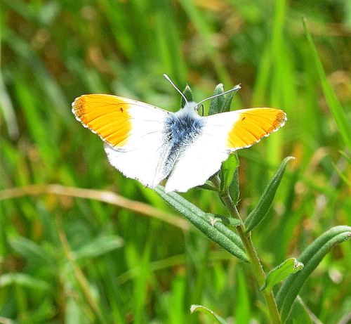 GitHub - macrodrigues/butterfly_detector: Using CNN to detect butterflies