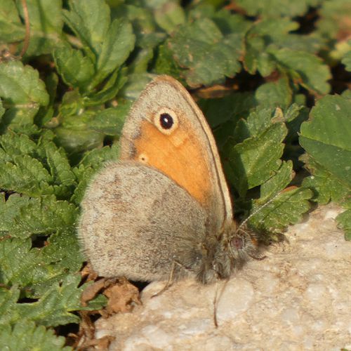 GitHub - macrodrigues/butterfly_detector: Using CNN to detect butterflies