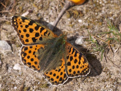 GitHub - macrodrigues/butterfly_detector: Using CNN to detect butterflies