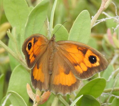 GitHub - macrodrigues/butterfly_detector: Using CNN to detect butterflies