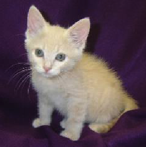 GitHub - Meysam-Sh/Image-classification-Keras: This is an image processing and Convolutional ...