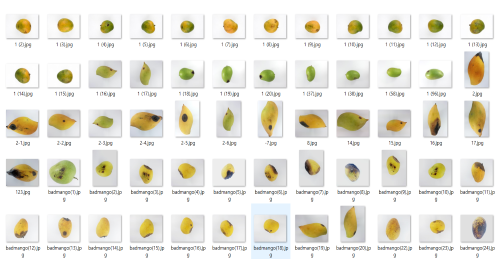 GitHub - wkdoekofekfoekf/yolov3-rippen-predict: Mango Classfication and Prediction System of ...