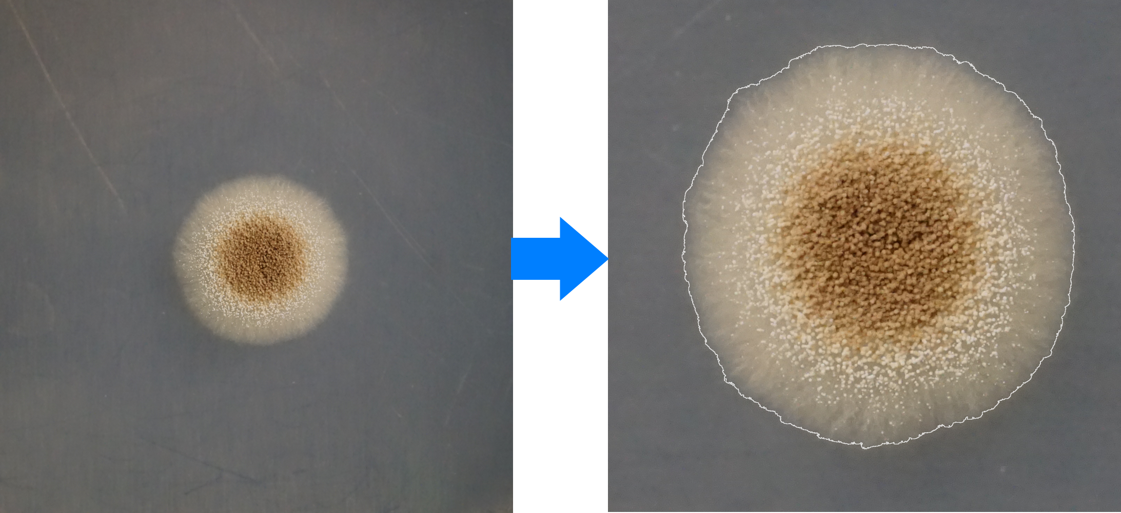 GitHub - afonsom20/Orbis