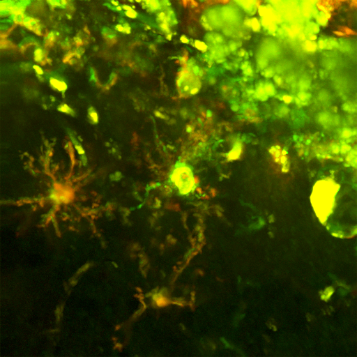 GitHub · Where software is built