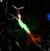 Using suite2p to detect entire microglia cells · Issue #311 · MouseLand/suite2p · GitHub