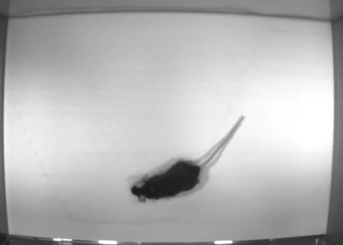 How To Analyze One Image With Deeplabcut · Issue 658 · Deeplabcutdeeplabcut · Github