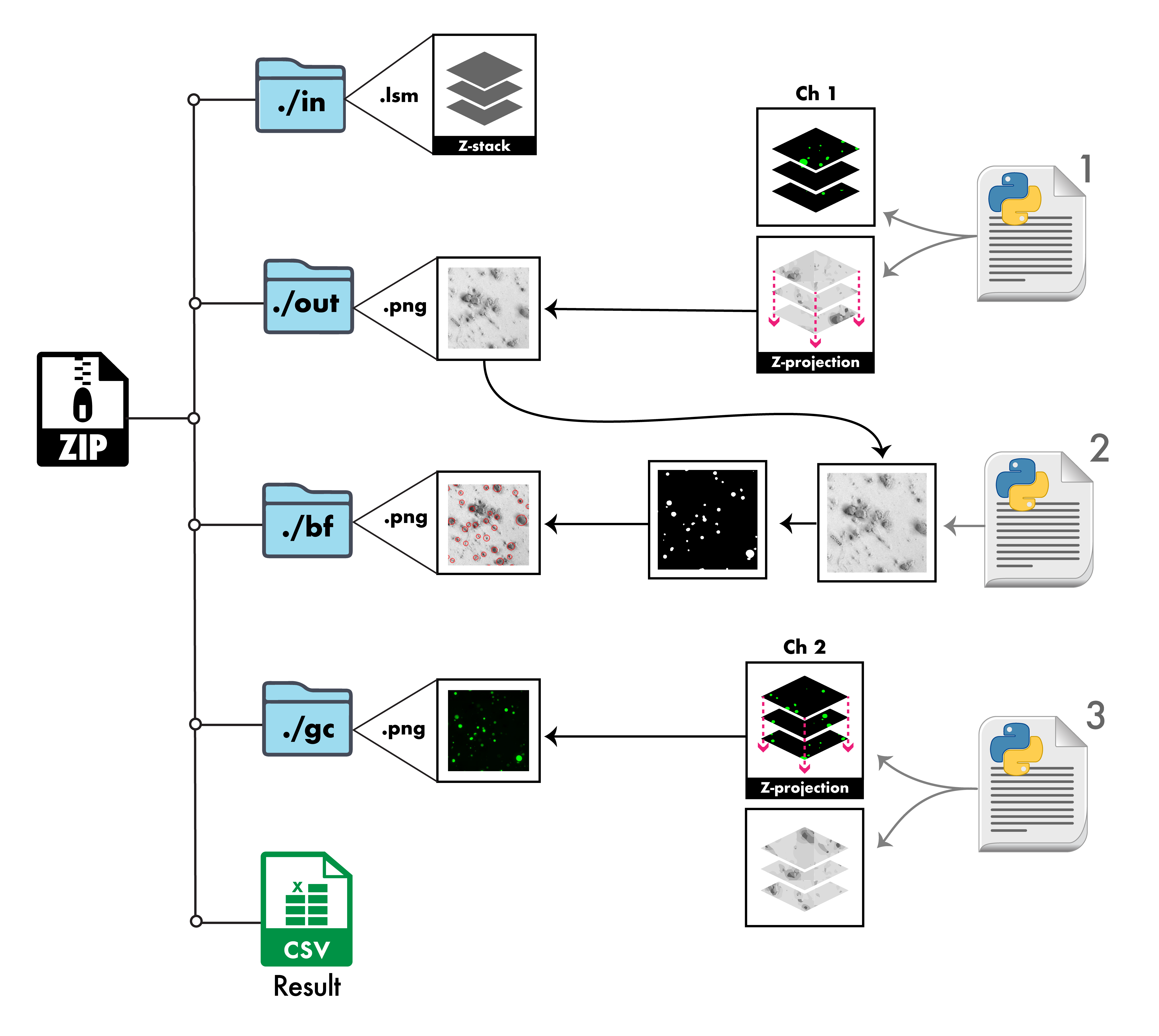 GitHub - LisaVdB/Confocal-z-stack-cell-detection: To facilitate ...