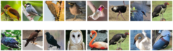 GitHub - charulcodes/birdnetmodel