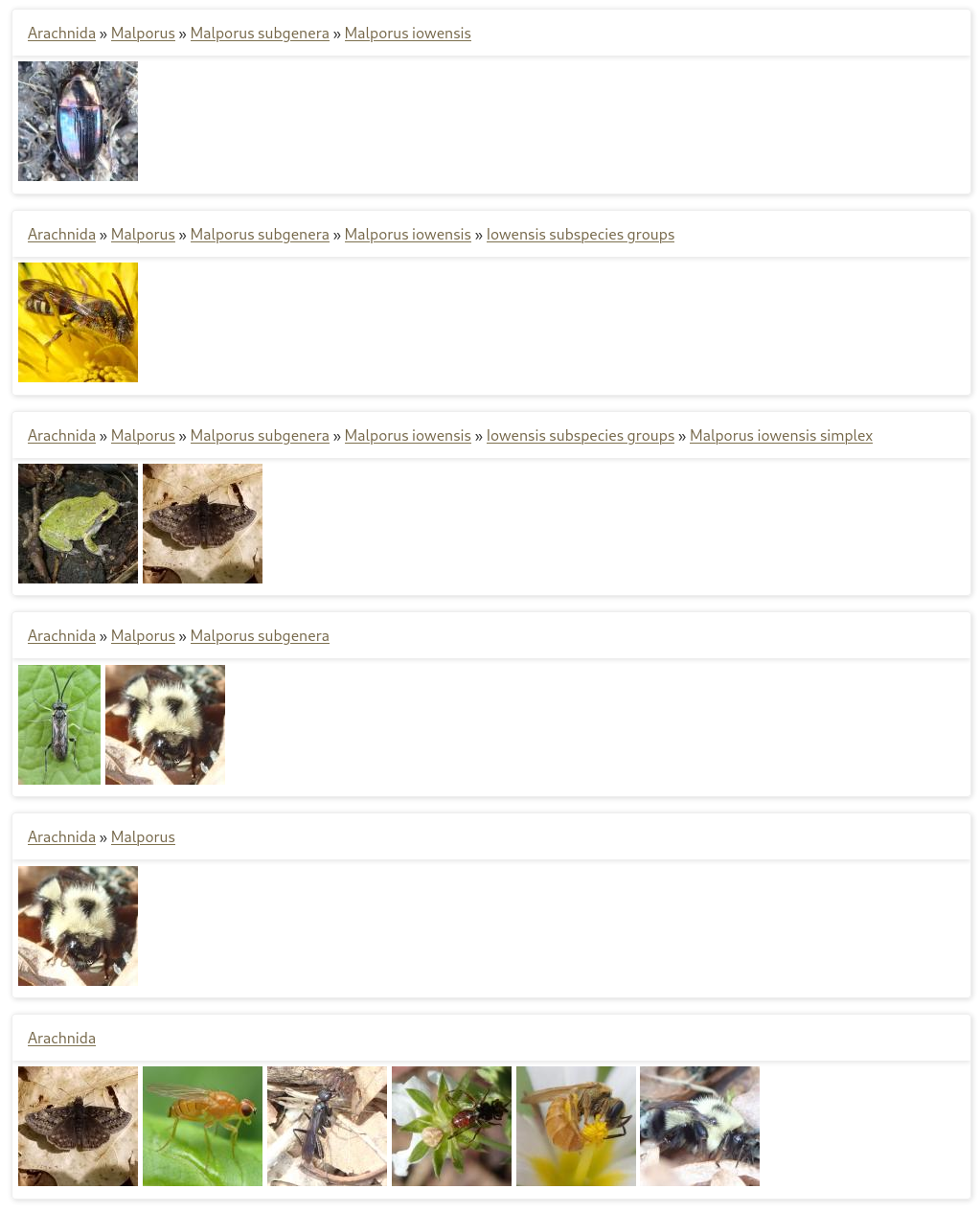 Sort order wrong within taxon · Issue #167 · bugguide/bugguide · GitHub
