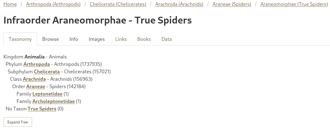 Taxon issue with Hypochilidae? · Issue #398 · bugguide/bugguide · GitHub