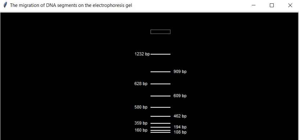 GitHub - MicuSebastian/dnaSegmentsMigration: Gel Electrophoresis Simulation