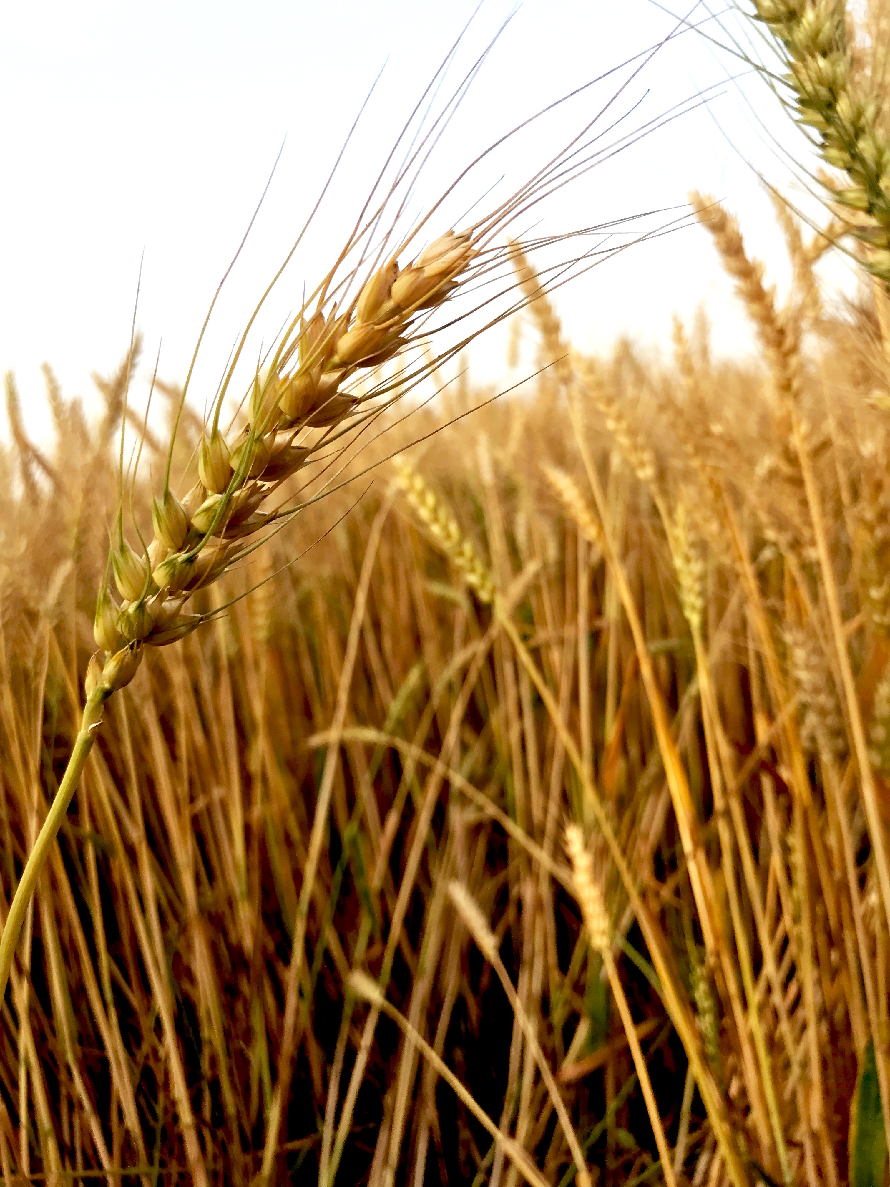 GitHub - souvikg544/CropCare GitHub - souvikg544/CropCare