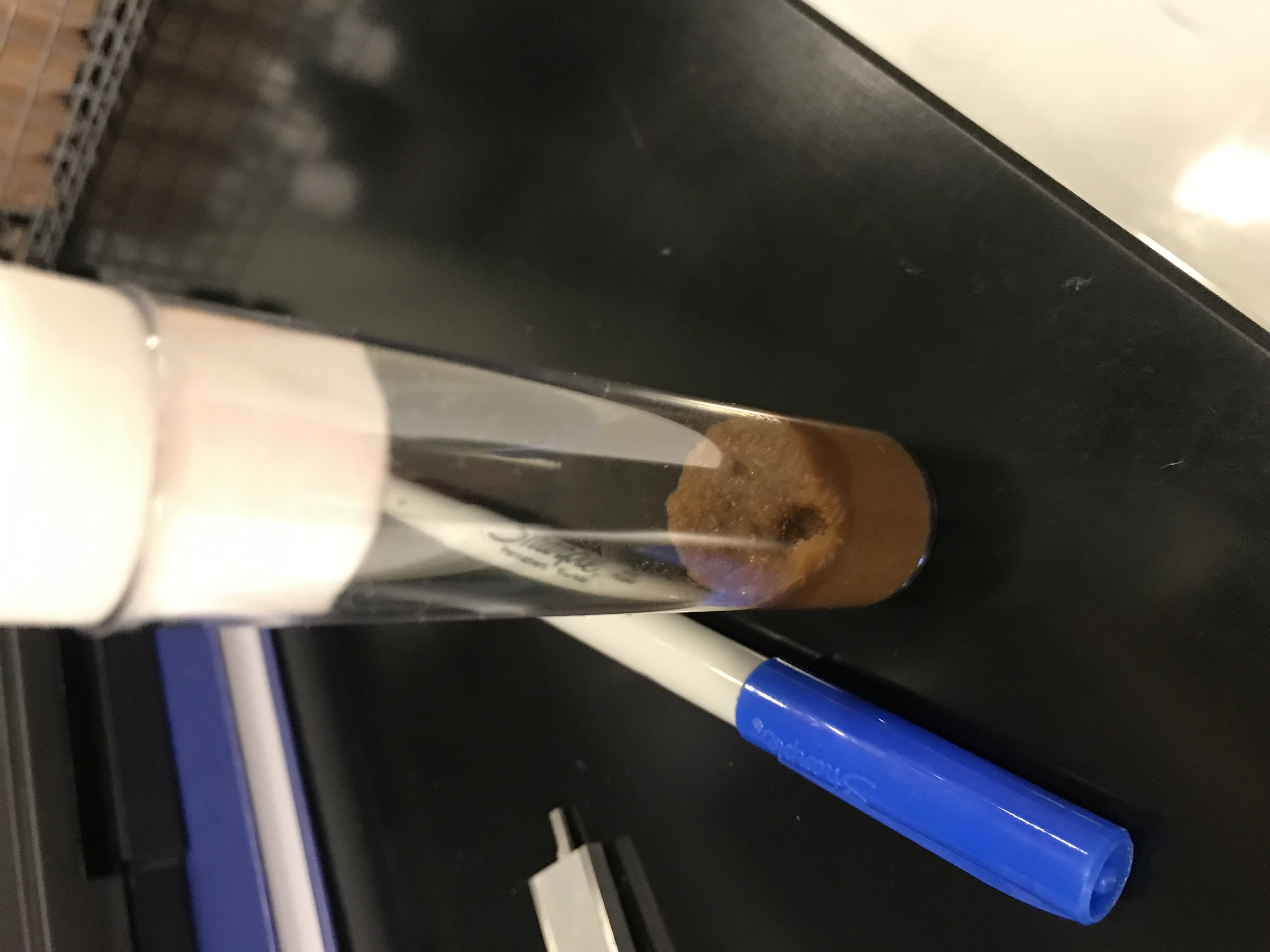 GitHub - milagorchkova/clustering: Social behaviours in Drosophila melanogaster larvae are ...