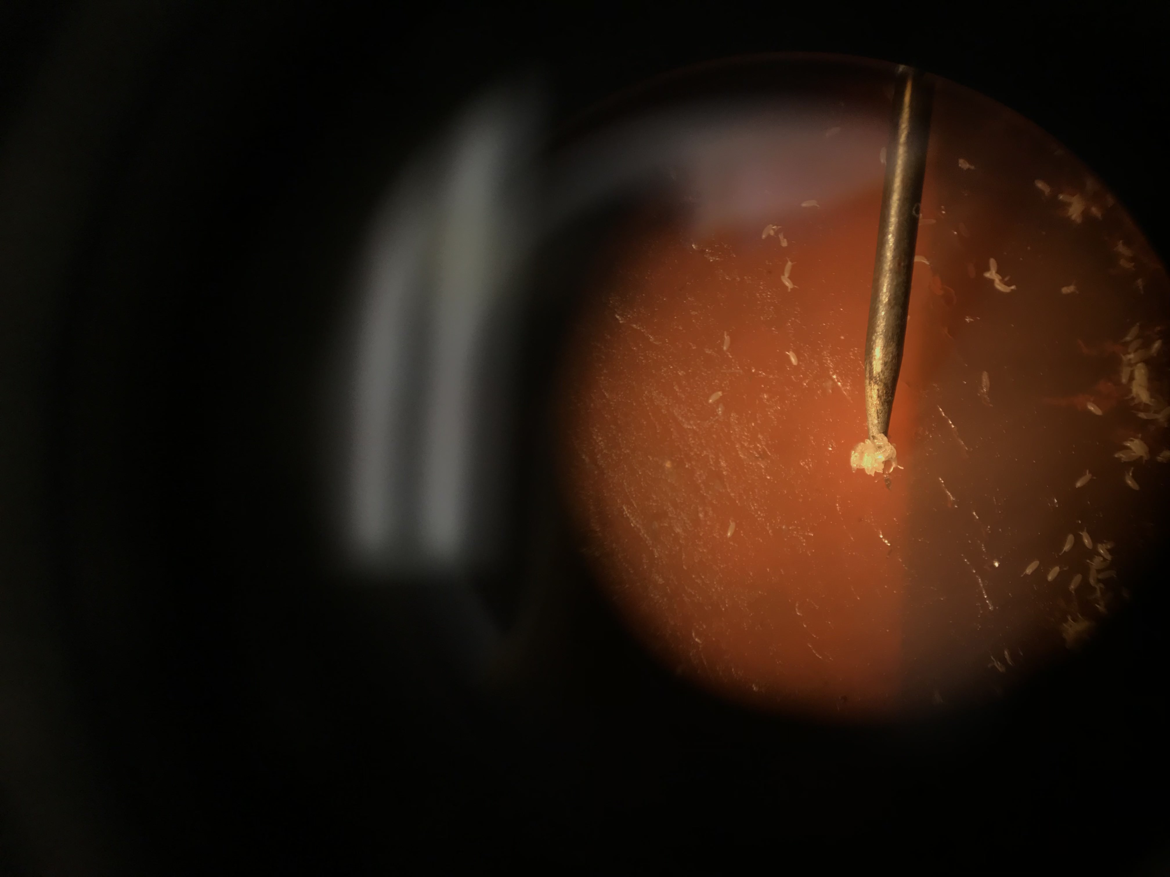 GitHub - milagorchkova/clustering: Social behaviours in Drosophila melanogaster larvae are ...
