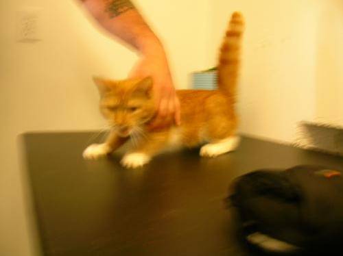 GitHub - hitachi-itachi/Cat_Dog-Image-Classifier