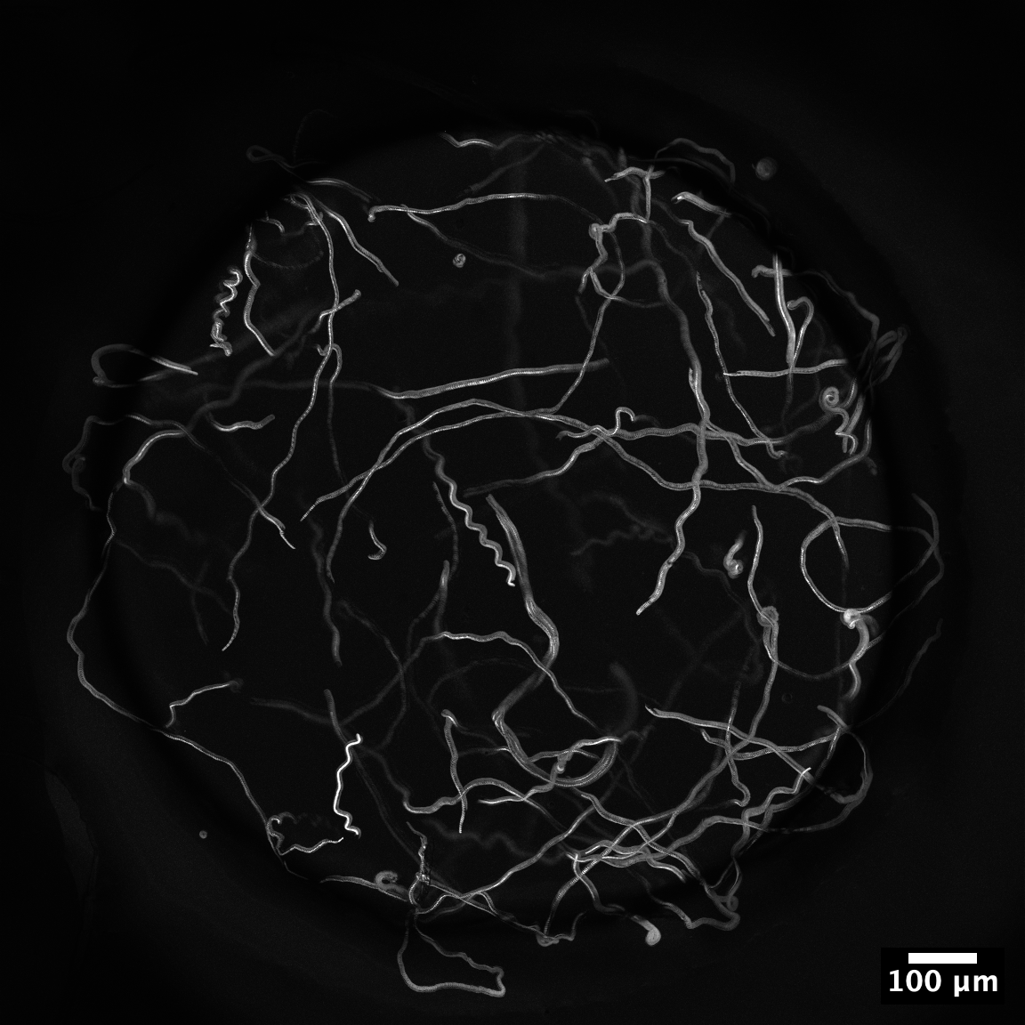 GitHub - Arcadia-Science/microchamber-analysis