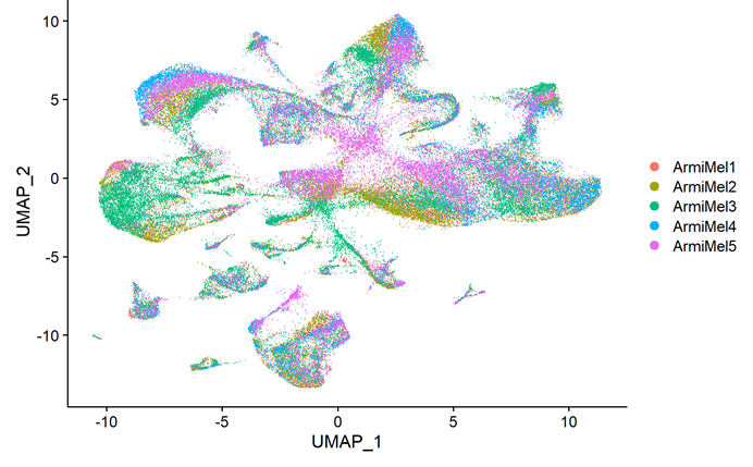CCA or RPCA for batch correction? · satijalab seurat · Discussion #5837 ...