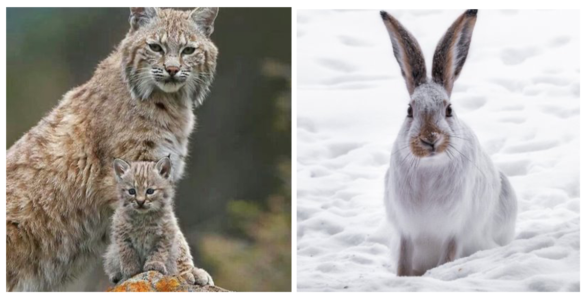 GitHub - fraromeo/ODE_control_with_deepQlearning