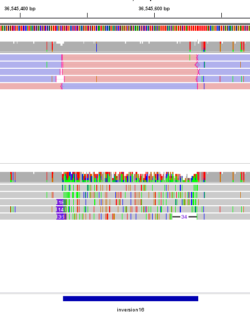 Inaccurate alignment of reads spanning short inversions · Issue #112 · lh3/minimap2 · GitHub