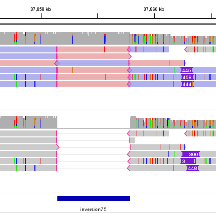 Inaccurate alignment of reads spanning short inversions · Issue #112 · lh3/minimap2 · GitHub