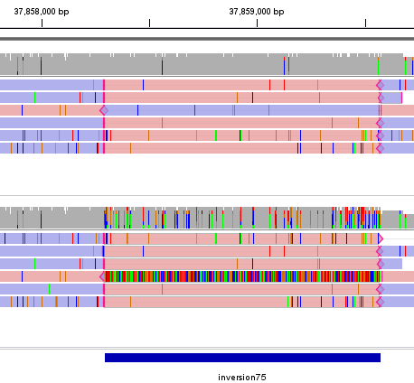 Inaccurate alignment of reads spanning short inversions · Issue #112 · lh3/minimap2 · GitHub