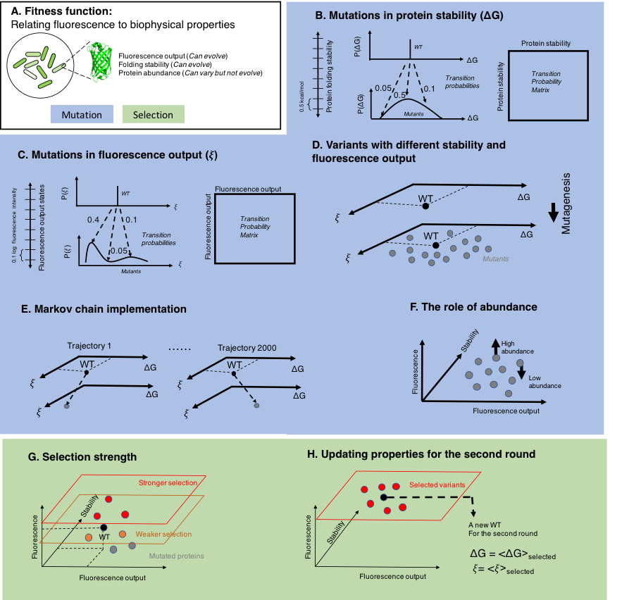 GitHub - dasmeh/Discrete_Time_Markov_Chain_Evolution: Simulating ...