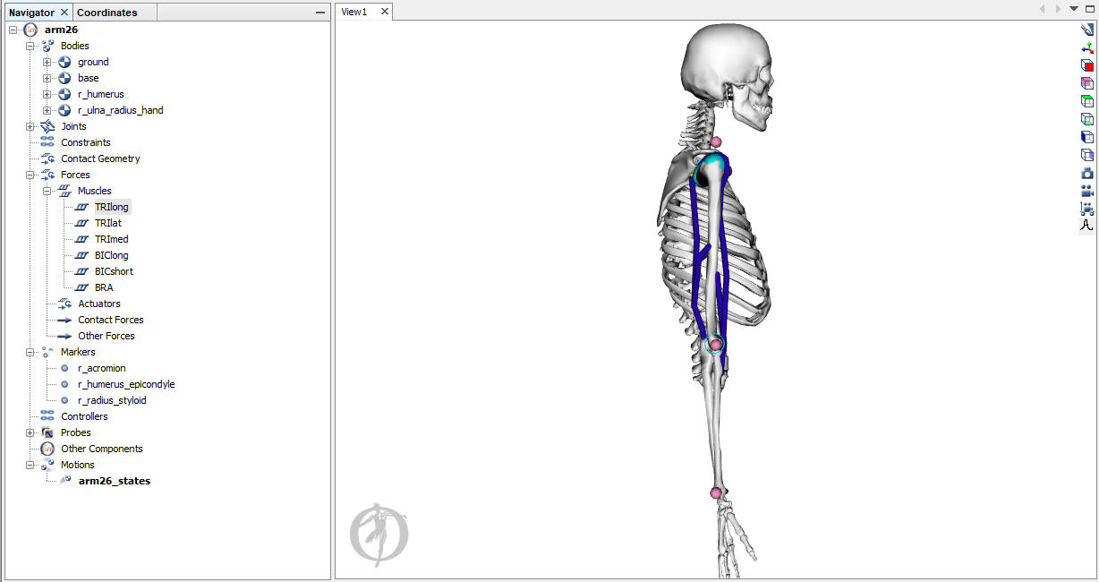 Graphical selection of a path point does not highlight the corresponding Component (e.g. Muscle ...