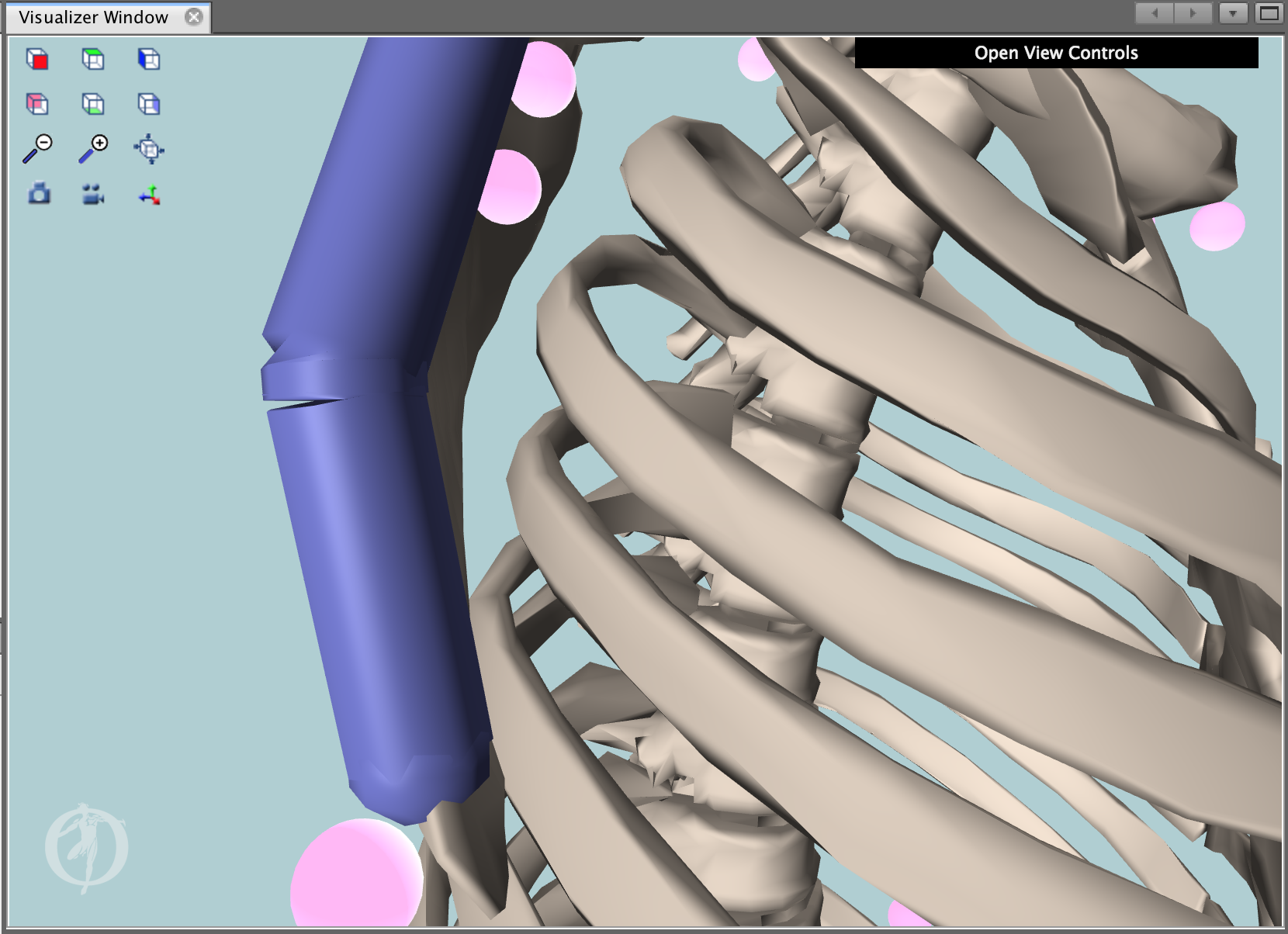 Muscle path renders with visible "tears" · Issue #889 · opensim-org/opensim-gui · GitHub