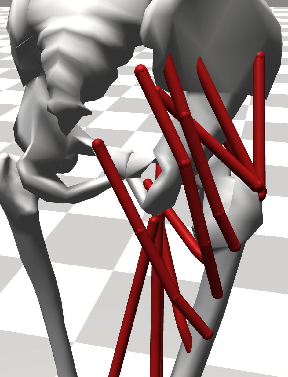 Graphically moving path point displays a convoluted path · Issue #816 · opensim-org/opensim-gui ...