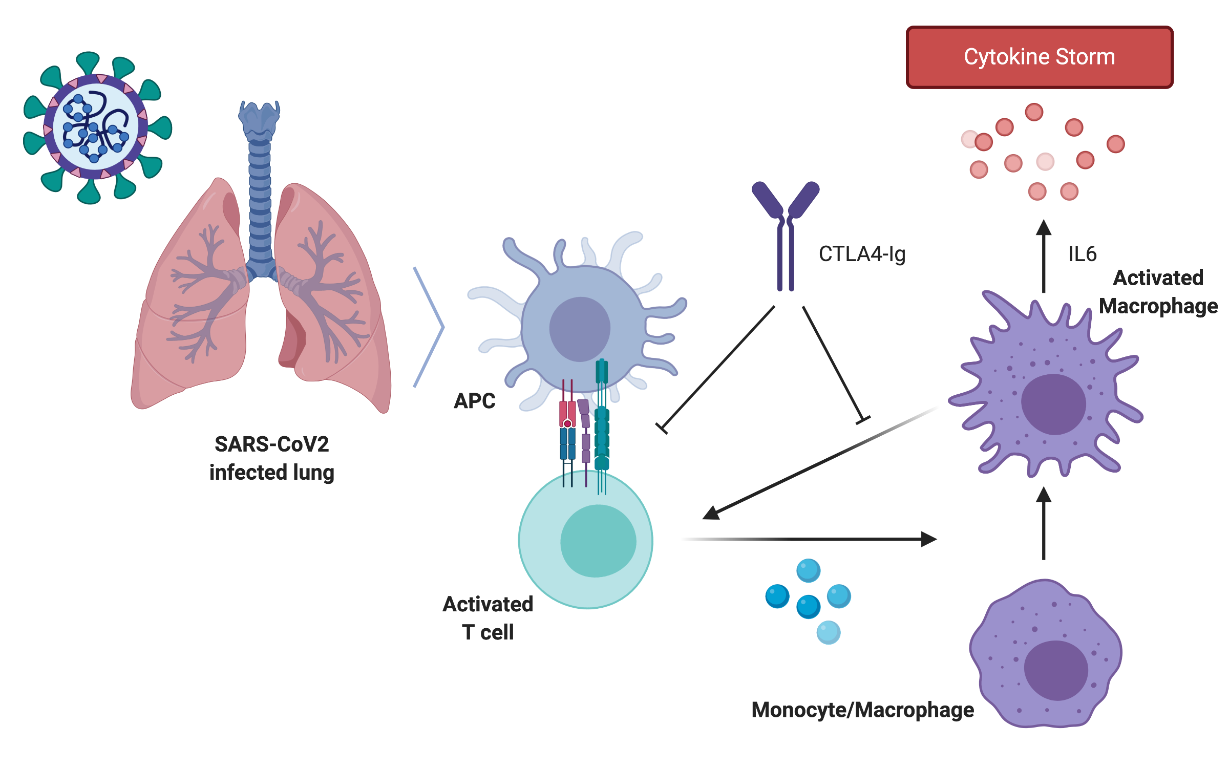 GitHub - Rheumatology-Research-Group/COVID-19_Abatacept