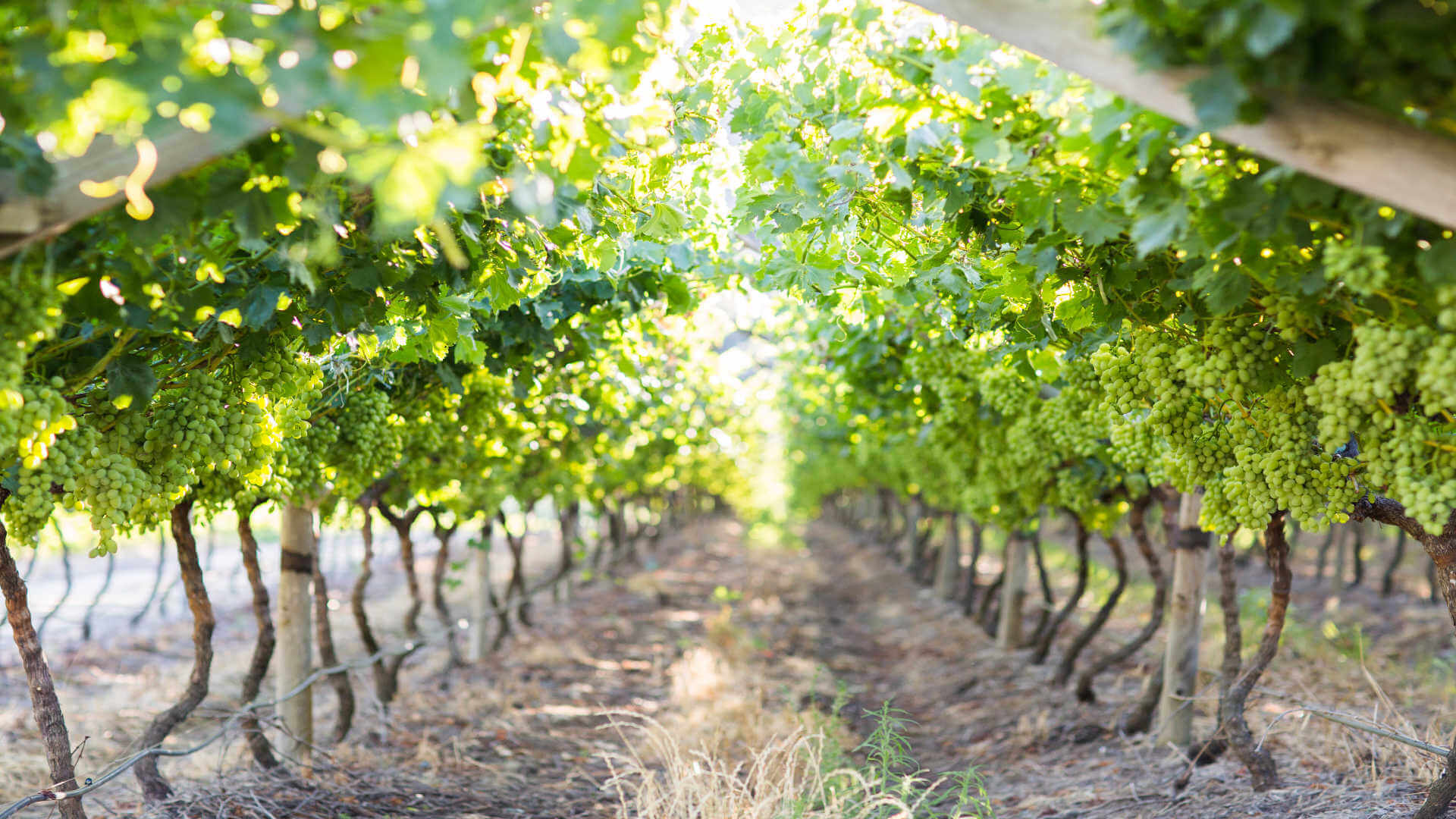 GitHub - prasad044/Grape-Leaf-Disease-Detection-using-Deep-Learning-Techniques