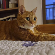 GitHub - Kim-Junhwan/VoiceRecorder: 녹음하고, 녹음한 내용을 재생 및 음성변환기능을 탑재한 녹음기앱