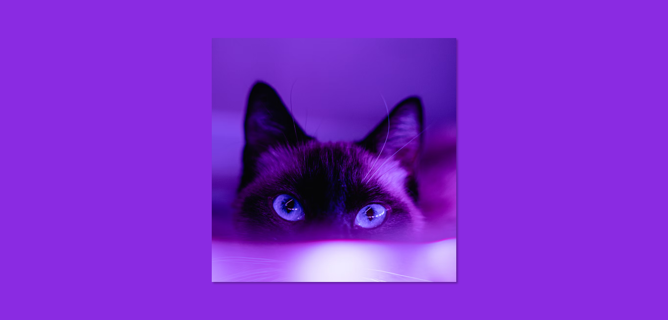 GitHub - khusamayasir/Zoom-Effect: A simple JavaScript project.