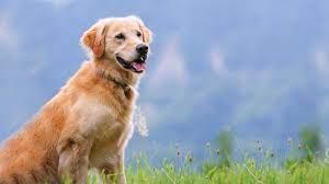 dataset · Issue #4 · HiLab-git/WSL4MIS · GitHub