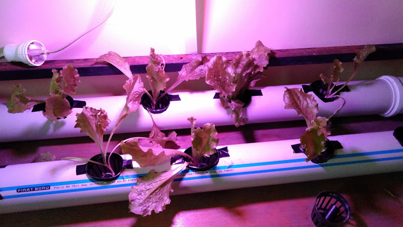 GitHub - ahmethakann/hydroponic-system-arduno-nodemcu