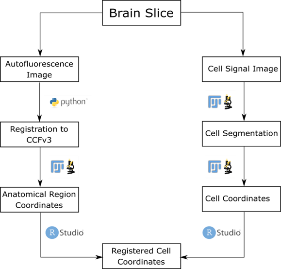 GitHub - phillipmuza/Fisher-ABSOC-Cell-Counting-Pipeline: A custom-made pipeline developed using ...