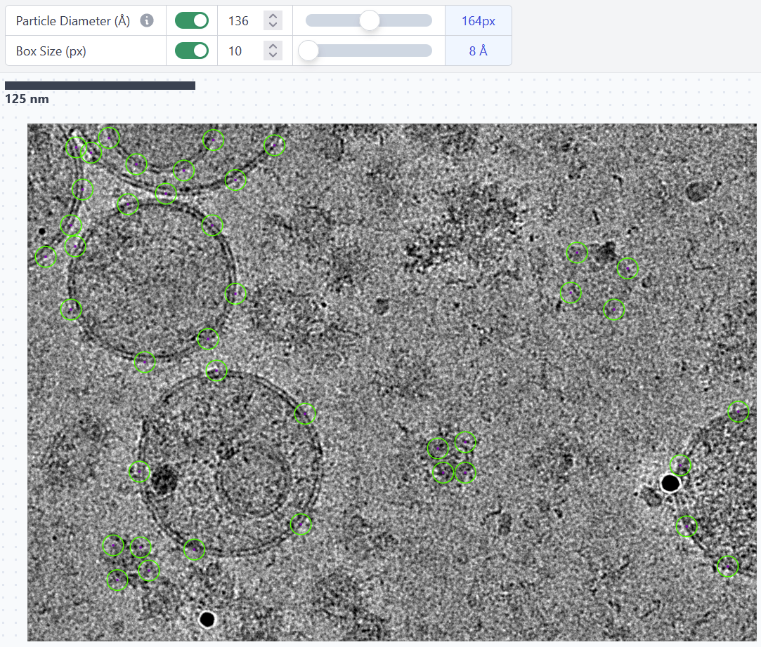 GitHub - tribell4310/vesicle-quantification: Quantification of vesicle size and deformation in ...
