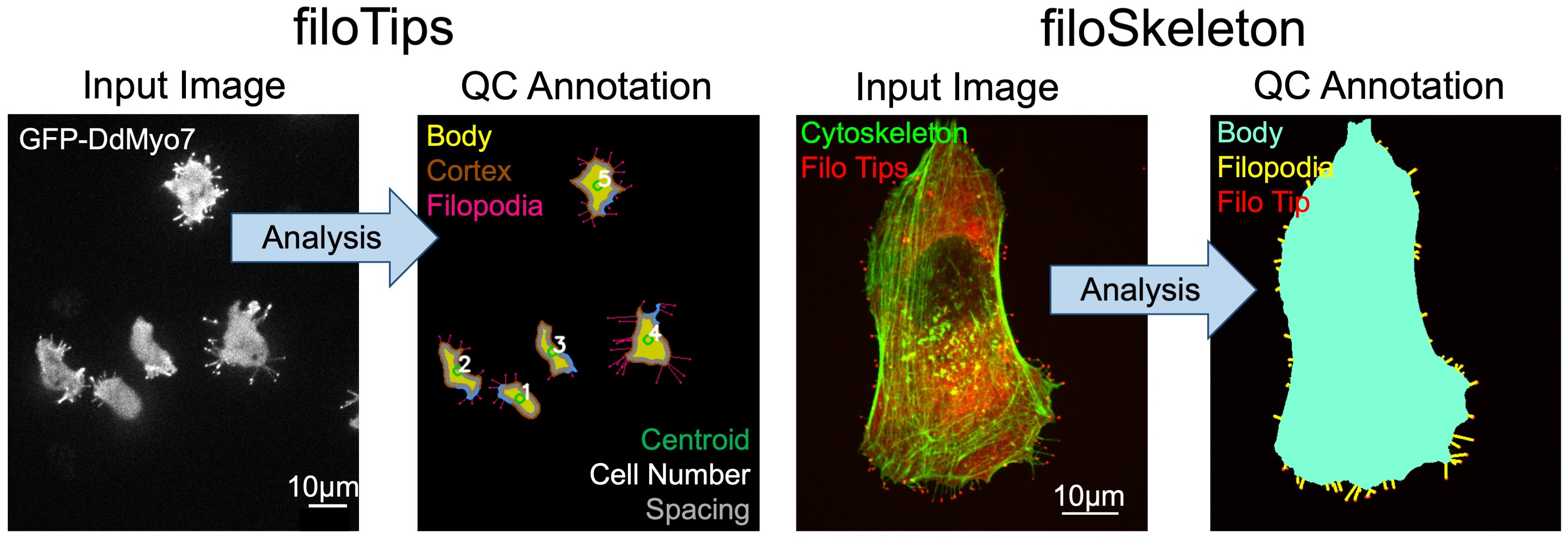 GitHub - eddin022/filoVision: filoVision: a platform that uses deep ...
