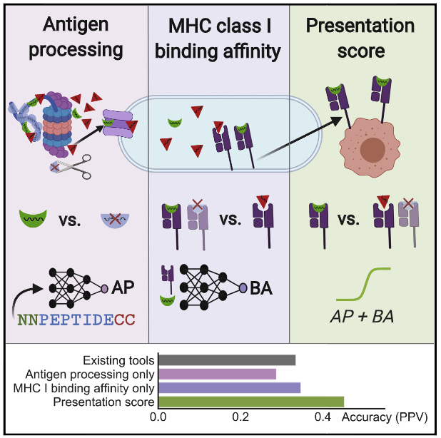 MHCflurry 2.0: Improved Pan-Allele Prediction of MHC Class I-Presented Peptides by Incorporating ...