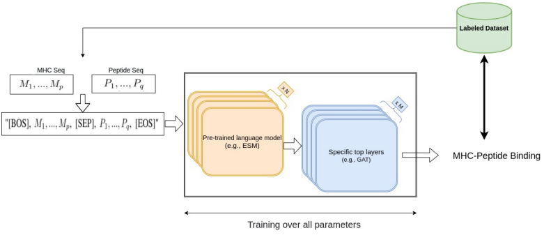 IMPROVED PREDICTIONS OF MHC-PEPTIDE BINDING USING PROTEIN LANGUAGE MODELS · Issue #324 · One-Day ...
