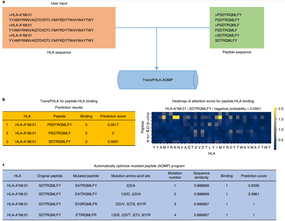 A transformer-based model to predict peptide–HLA class I binding and optimize mutated peptides ...