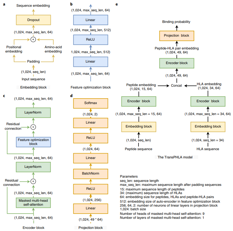 A transformer-based model to predict peptide–HLA class I binding and optimize mutated peptides ...