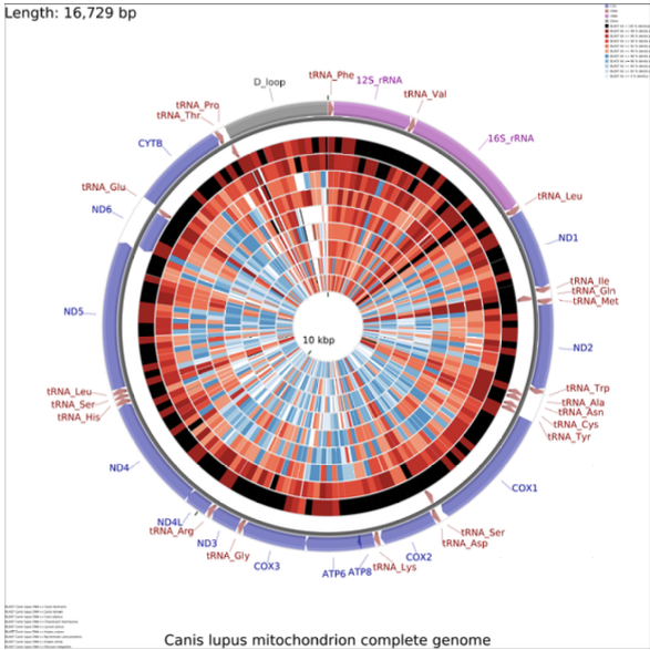 GitHub - OrangePomeranian/genomics_project: Genomic Analysis of Canis lupus with the use of ...