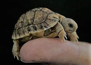 GitHub - SpeckledPadloper/omalogyridae: The Speckled Padloper Project